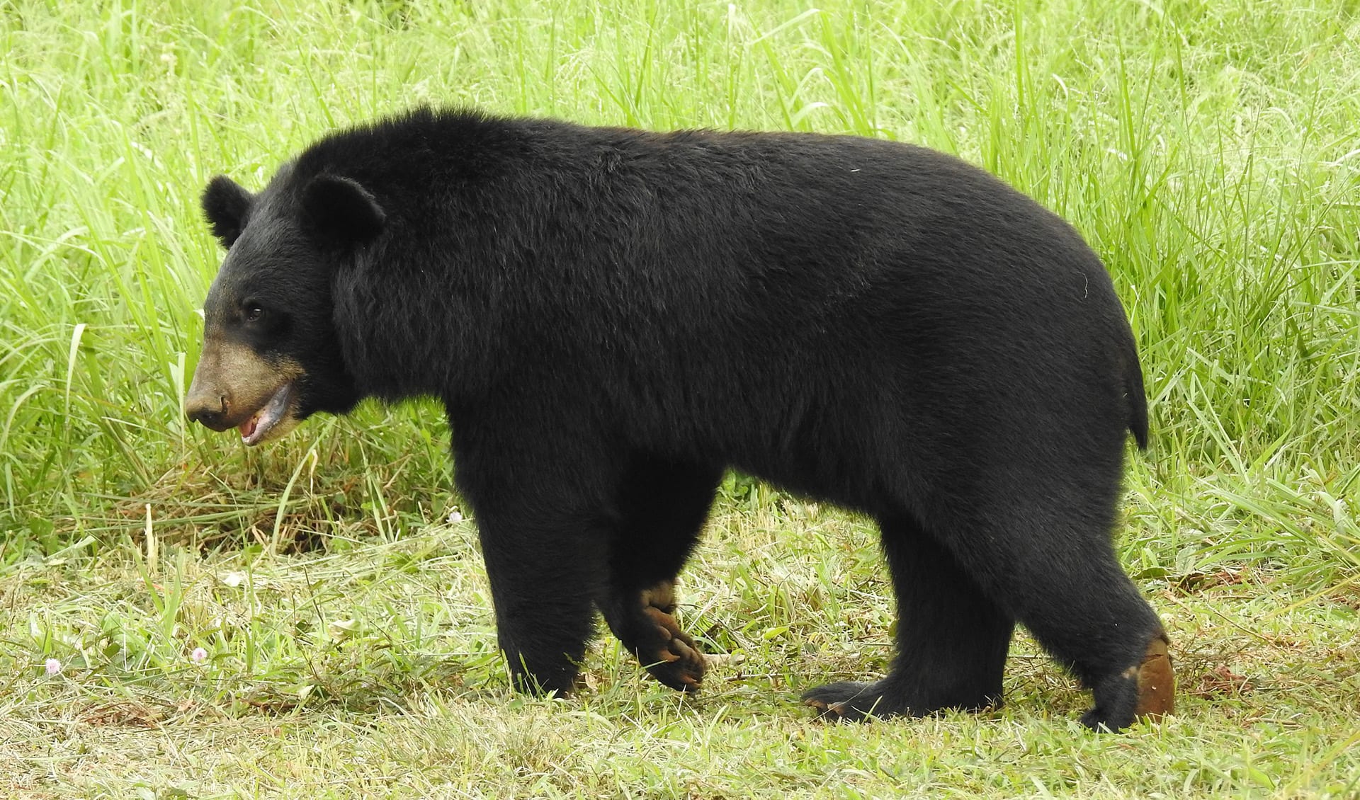 Asian Black Bear Facts Distribution Population Biodb